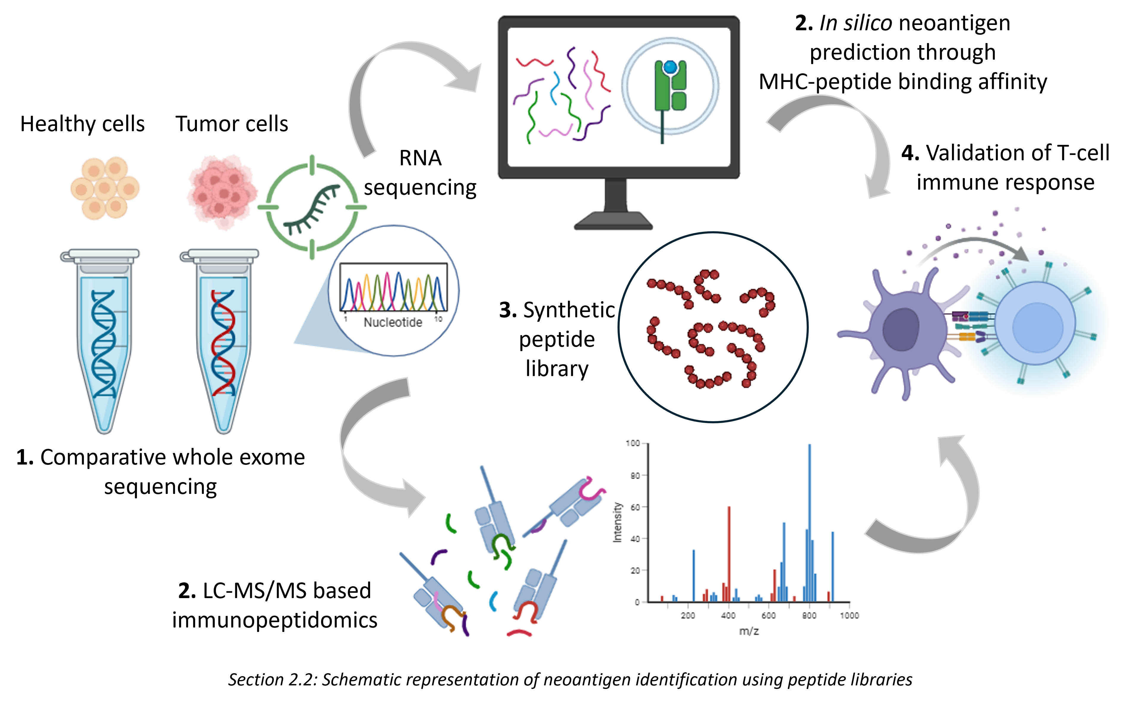 Synthetic Peptide Libraries: Unlocking New Possibilities in Immunotherapy and Drug Development ...